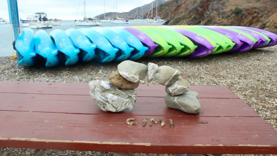 Keystone Species: Guardians of Ecosystems - Catalina Island Marine ...