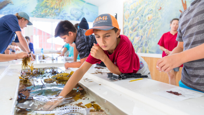 How Is Sand Formed? - Catalina Island Marine Institute